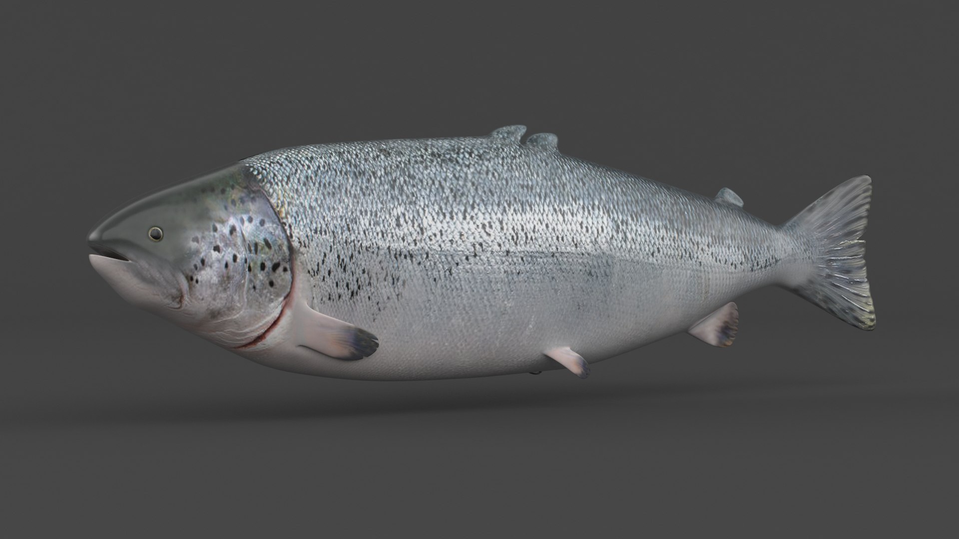Salmon Fish 3D Model - TurboSquid 2030677
