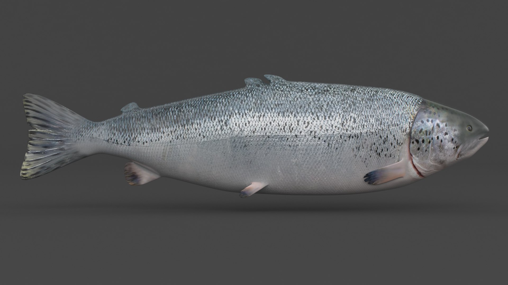 Salmon Fish 3D Model - TurboSquid 2030677
