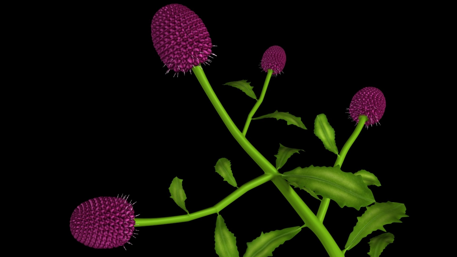 3d Sphaeranthus Plants Stinkwort Model