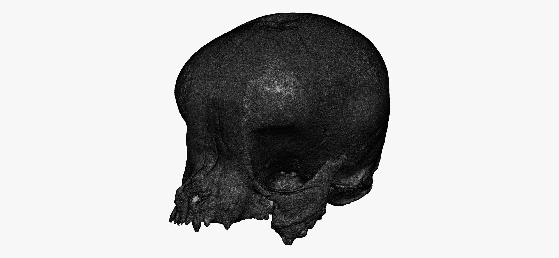 Pug Baby Skull 01 3D Model - TurboSquid 1598224