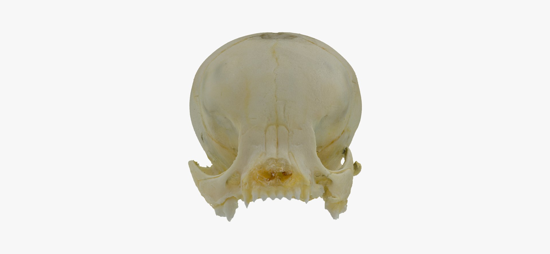 Pug Baby Skull 01 3D Model - TurboSquid 1598224