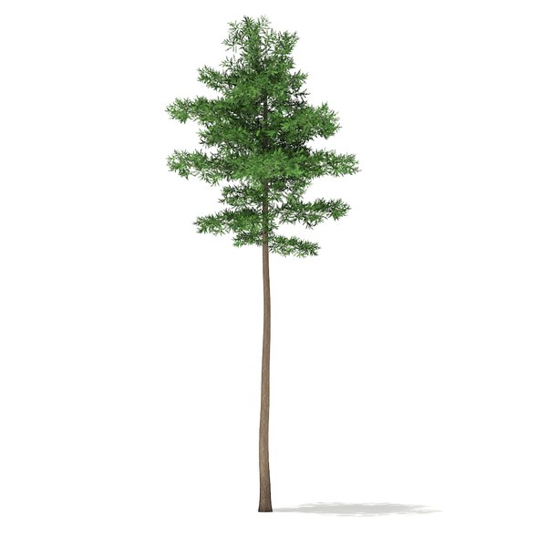 3d model scots pine tree pinus