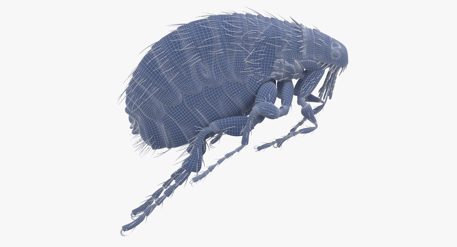 Flea standing crawling 3D - TurboSquid 1399514