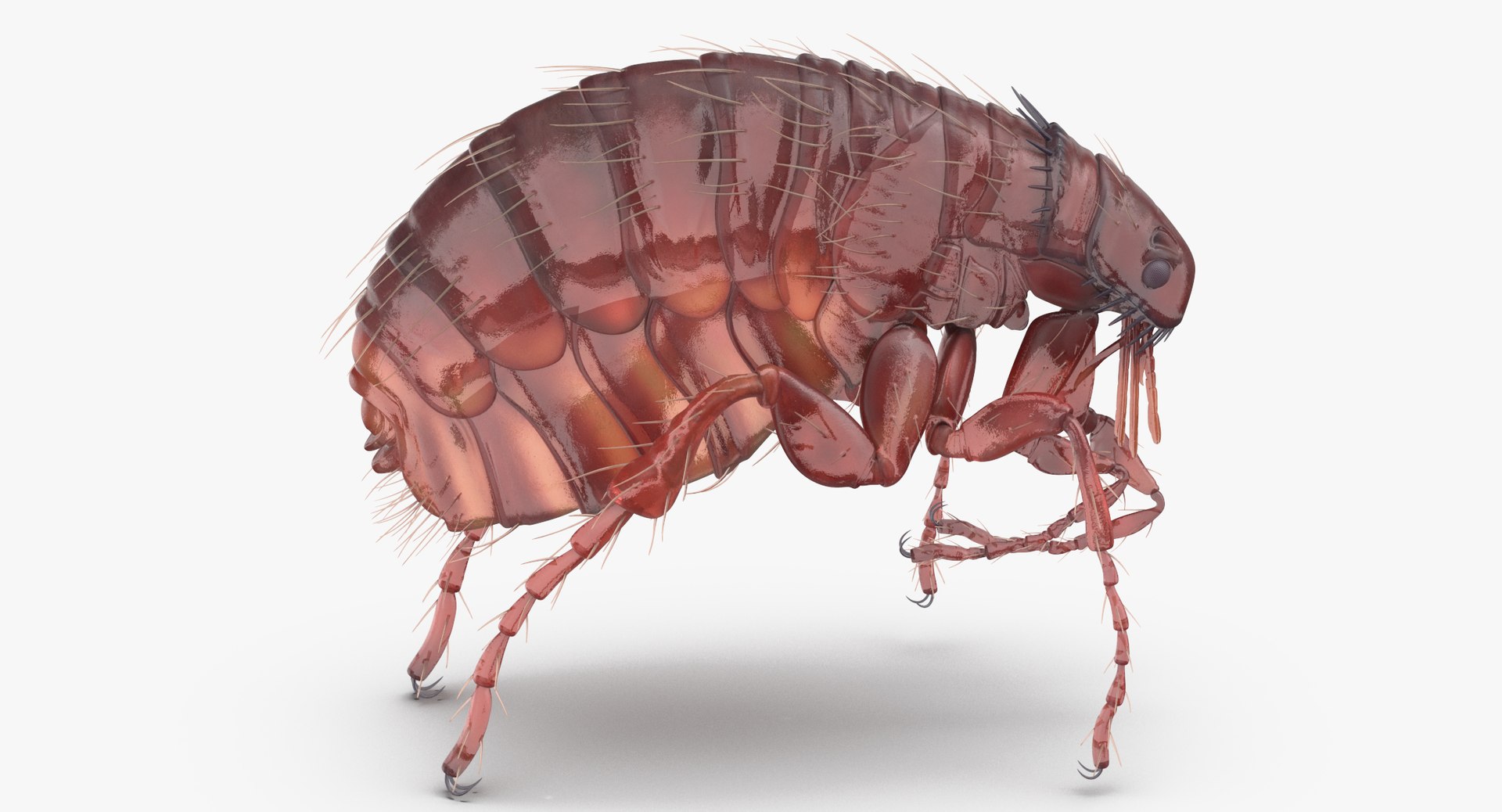 Flea standing crawling 3D - TurboSquid 1399514