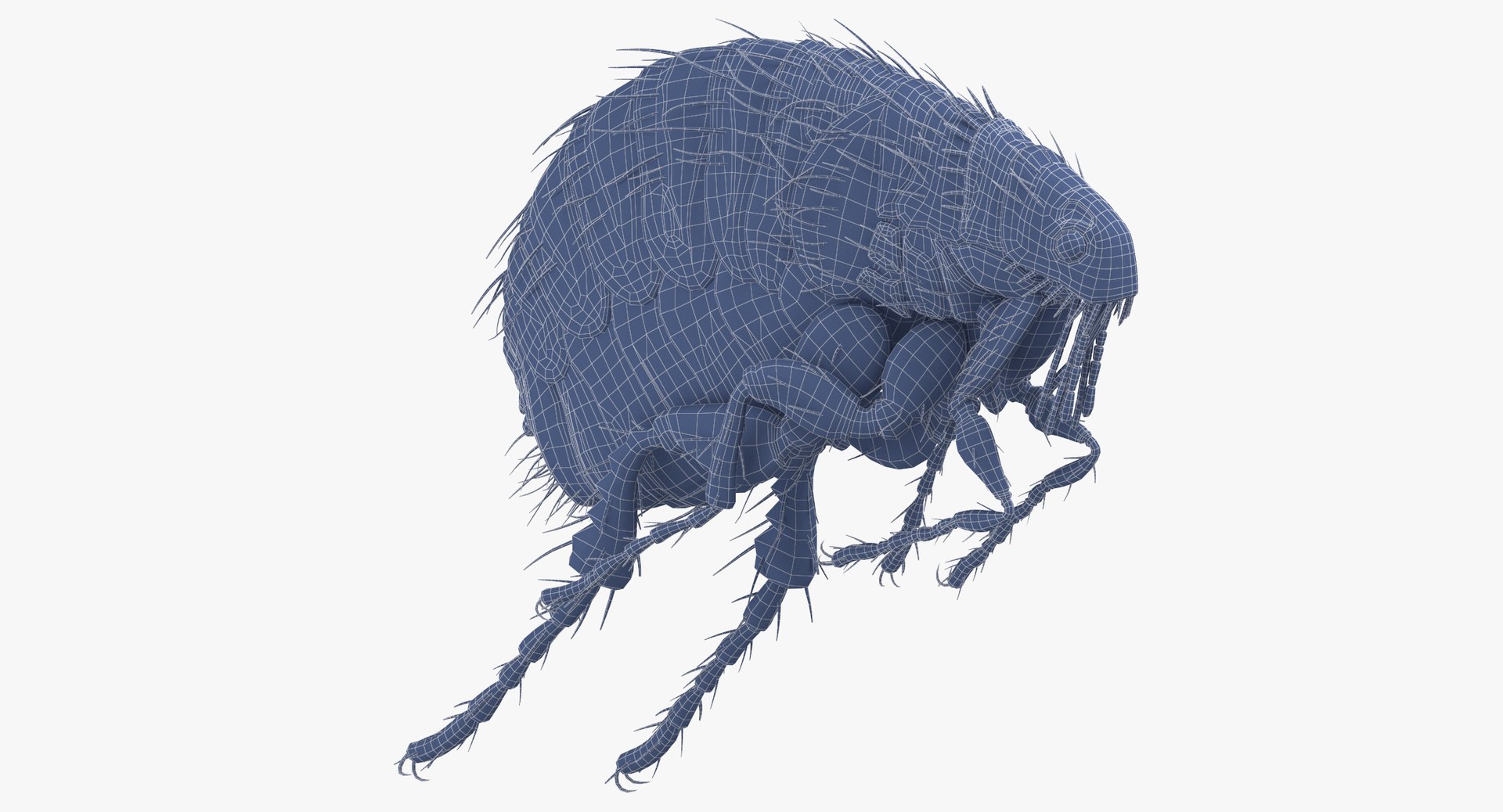 Flea standing crawling 3D - TurboSquid 1399514