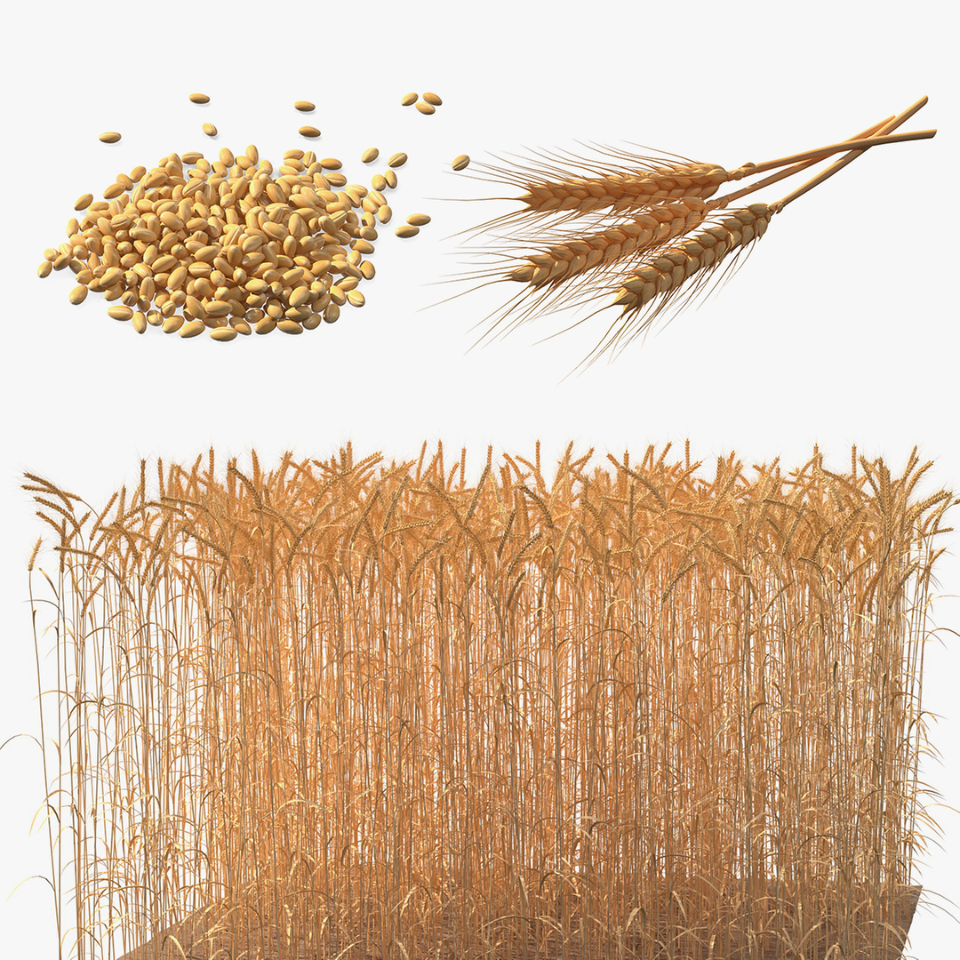 3D wheat 2 model - TurboSquid 1620951