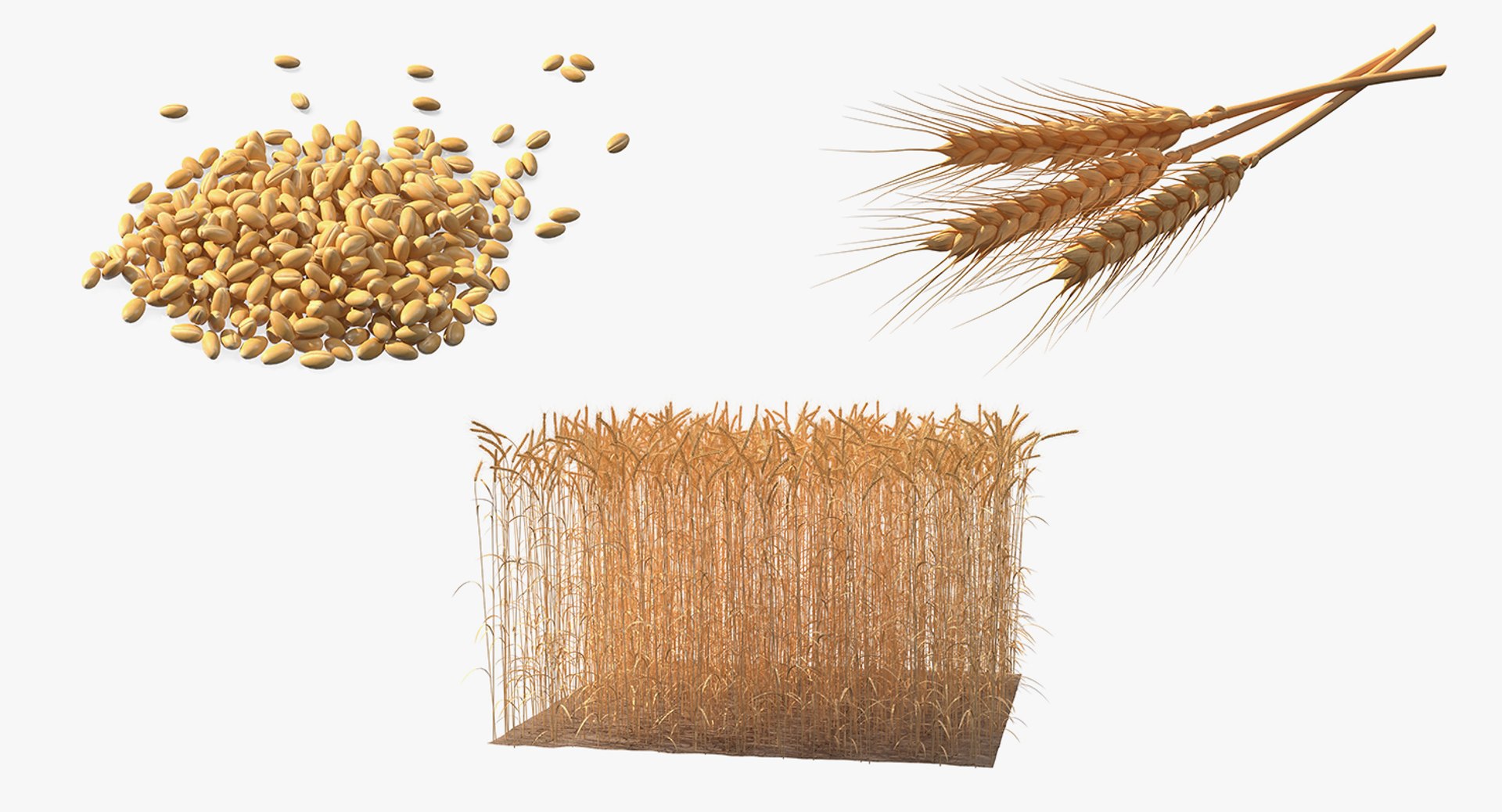 3D Wheat 2 Model - TurboSquid 1620951