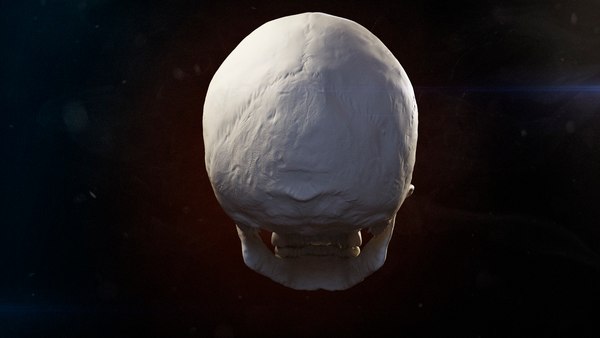3d skull