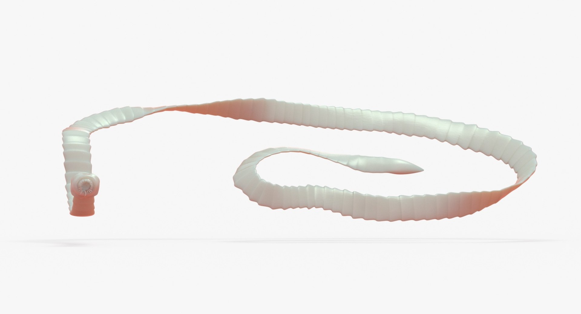 Tapeworm 3D model - TurboSquid 1348645