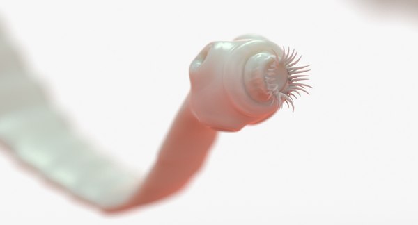 Tapeworm 3D model - TurboSquid 1348645