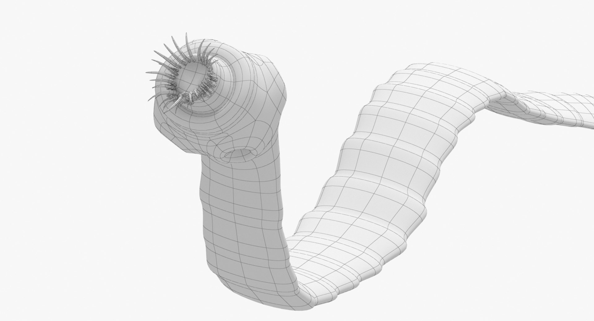 Tapeworm 3D model - TurboSquid 1348645