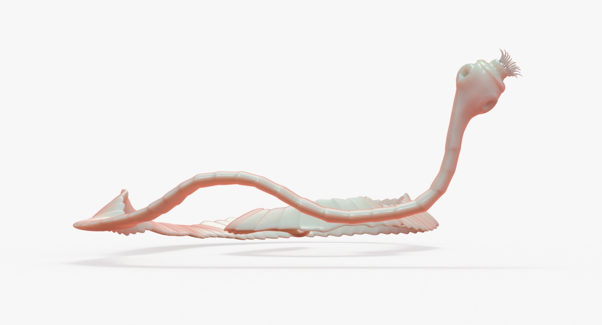 Tapeworm 3D model - TurboSquid 1348645