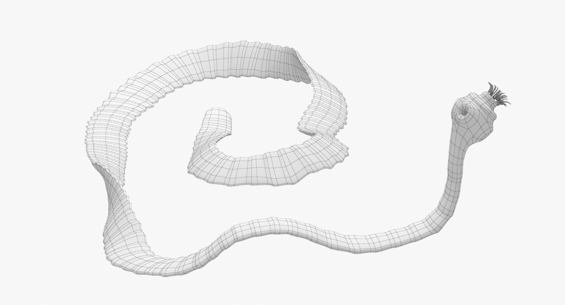Tapeworm 3D model - TurboSquid 1348645