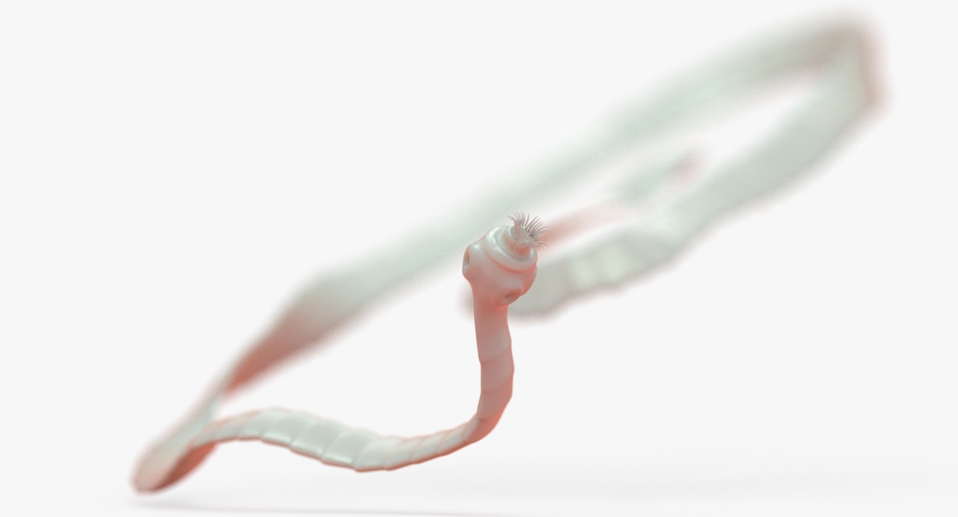 Tapeworm 3D model - TurboSquid 1348645