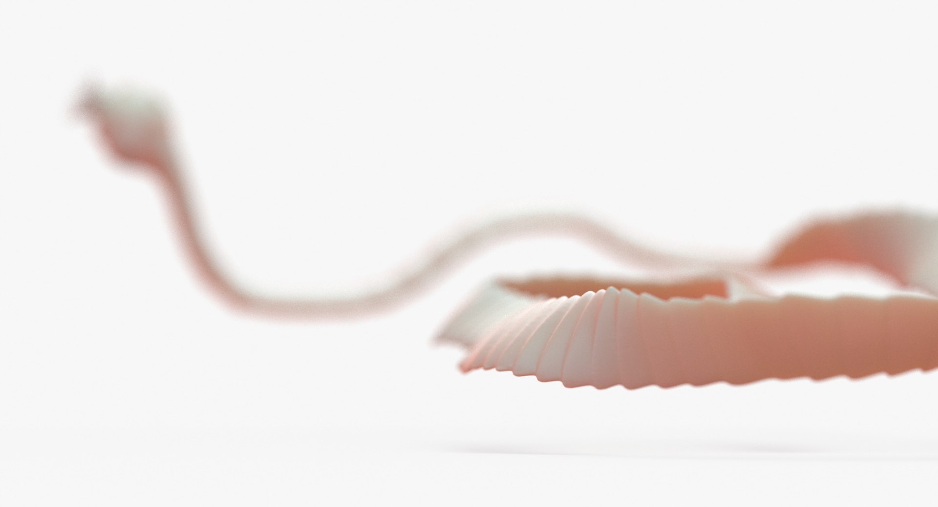 Tapeworm 3D model - TurboSquid 1348645