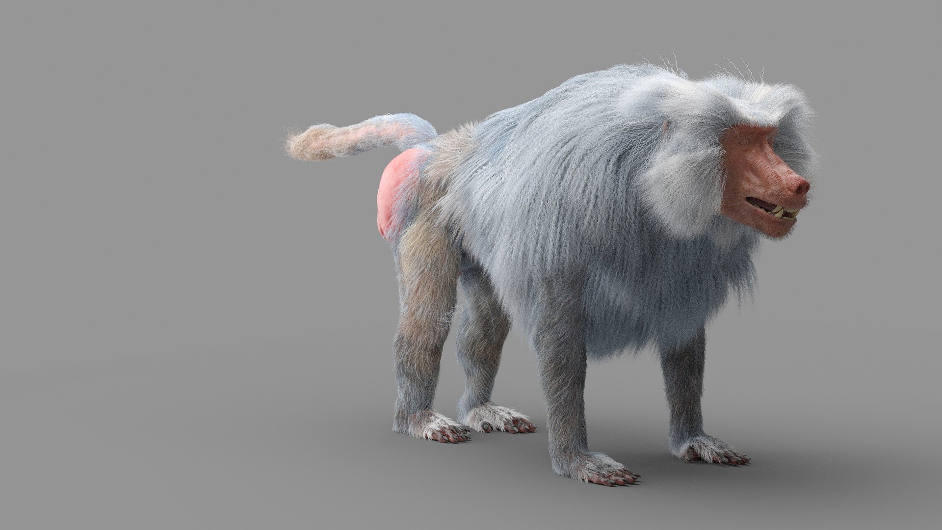 Baboon Realistic Ornatrix 3D Model - TurboSquid 1617461