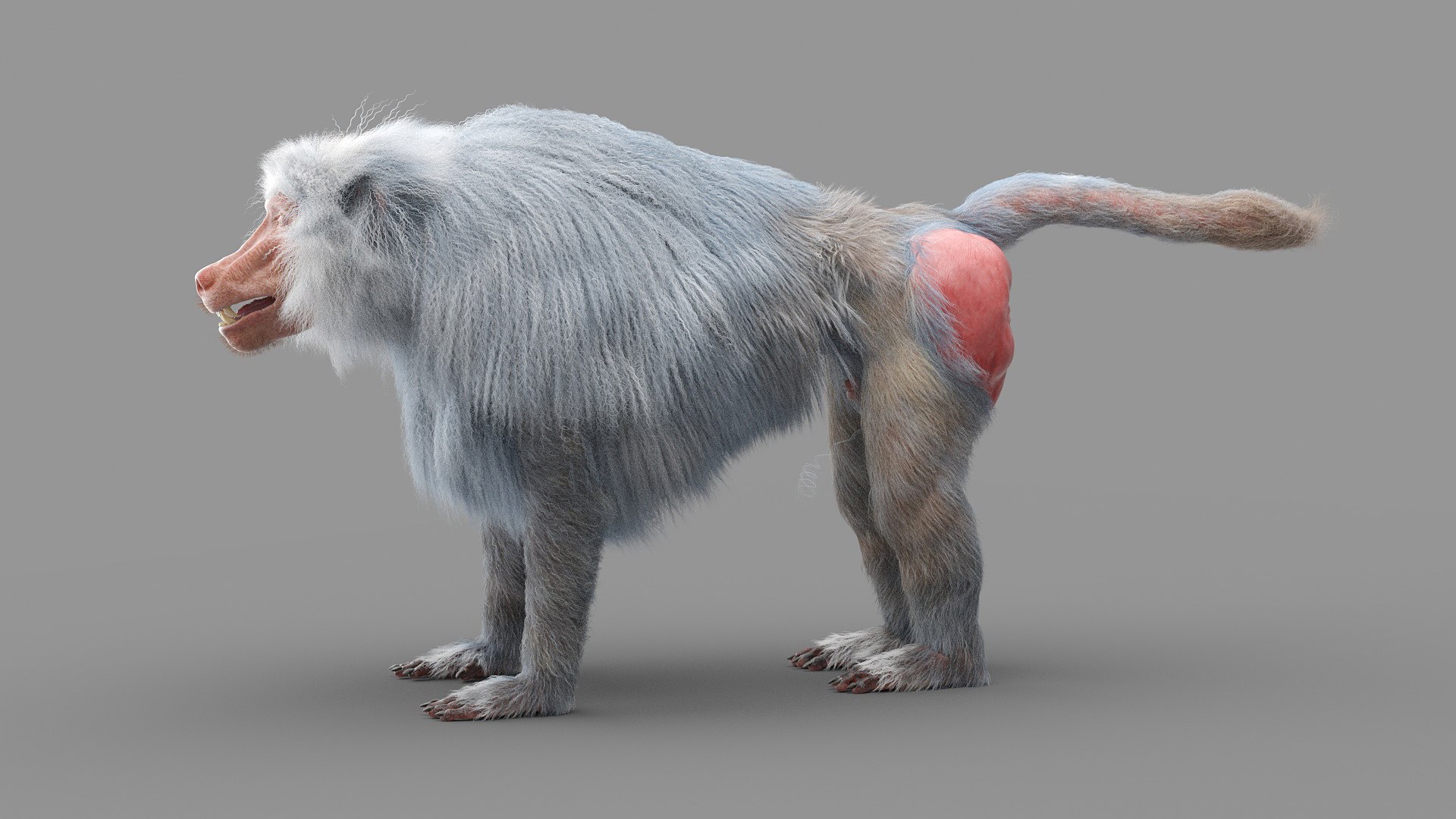 Baboon Realistic Ornatrix 3D Model - TurboSquid 1617461