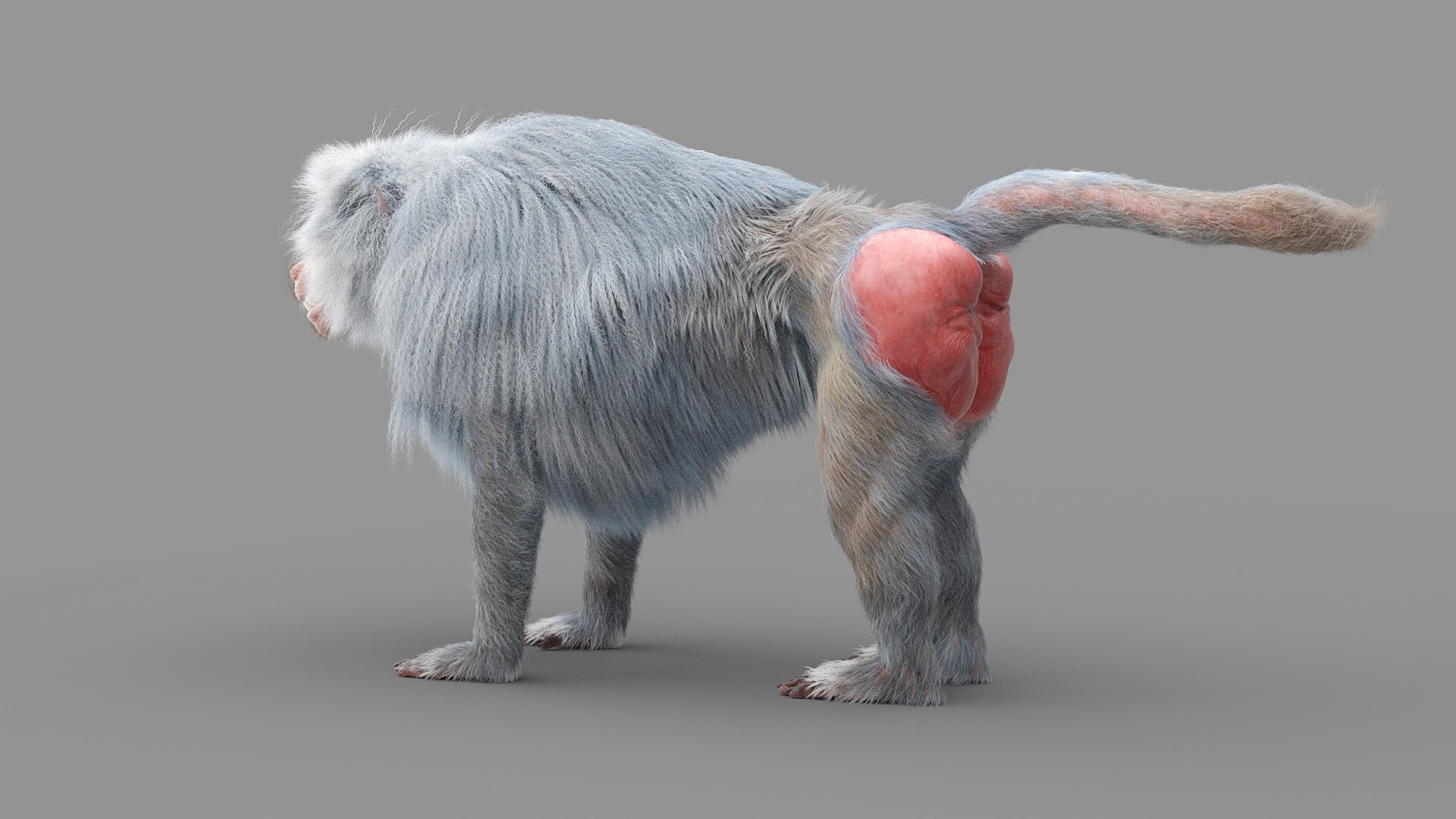 Baboon Realistic Ornatrix 3D Model - TurboSquid 1617461