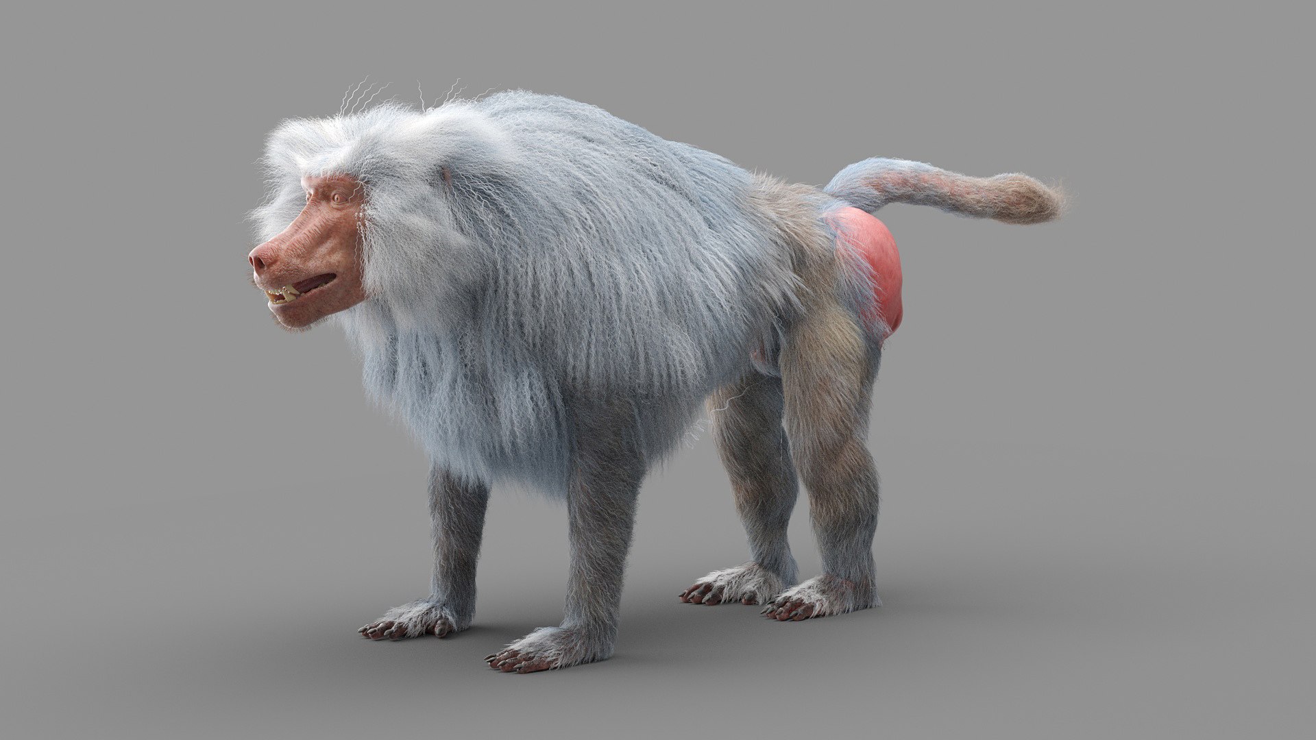 Baboon Realistic Ornatrix 3D Model - TurboSquid 1617461
