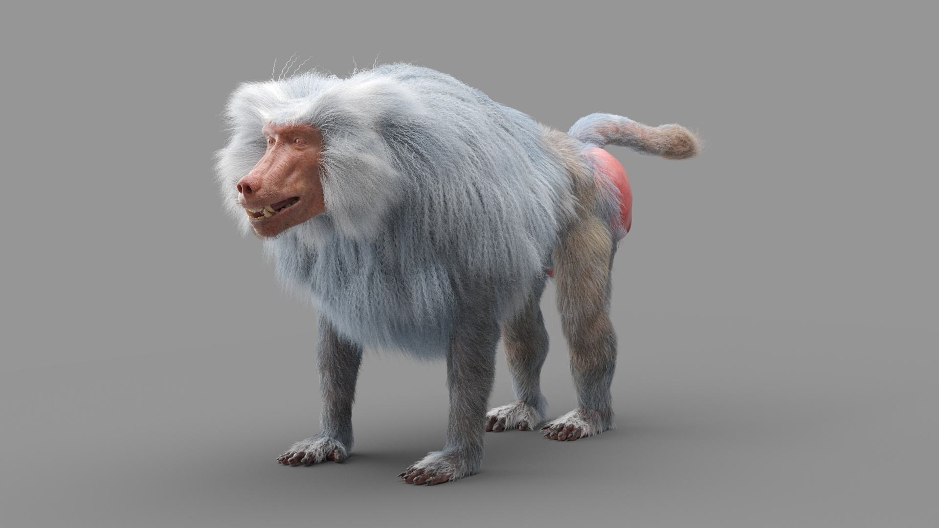 Baboon Realistic Ornatrix 3D Model - TurboSquid 1617461