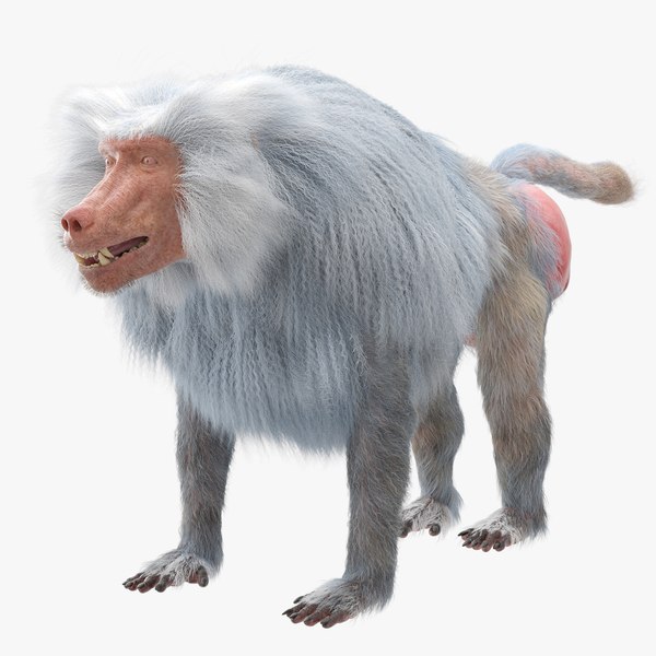 Baboon realistic ornatrix 3D model - TurboSquid 1617461