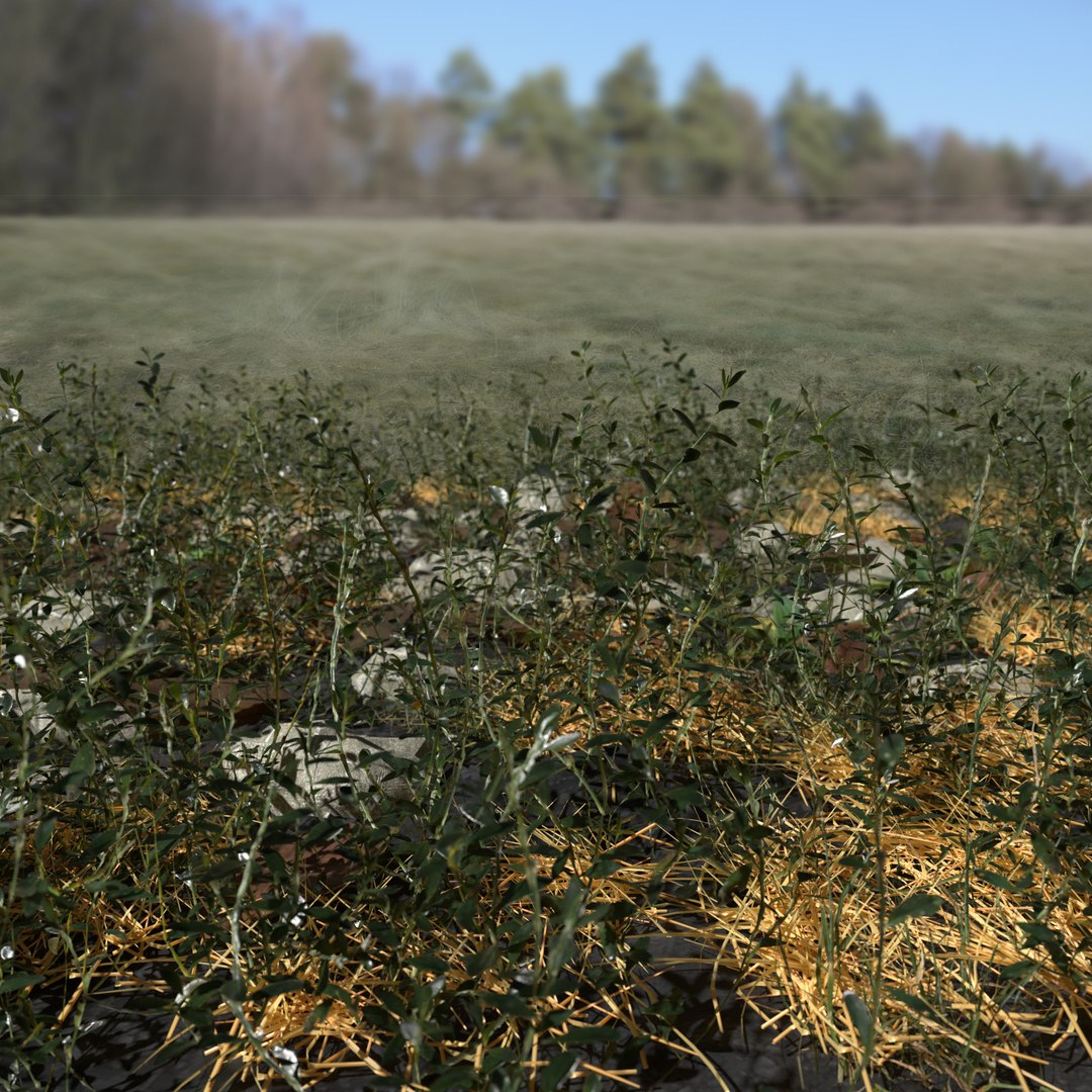 Pbr Knotweed Meadow Patch 3D - TurboSquid 1522784