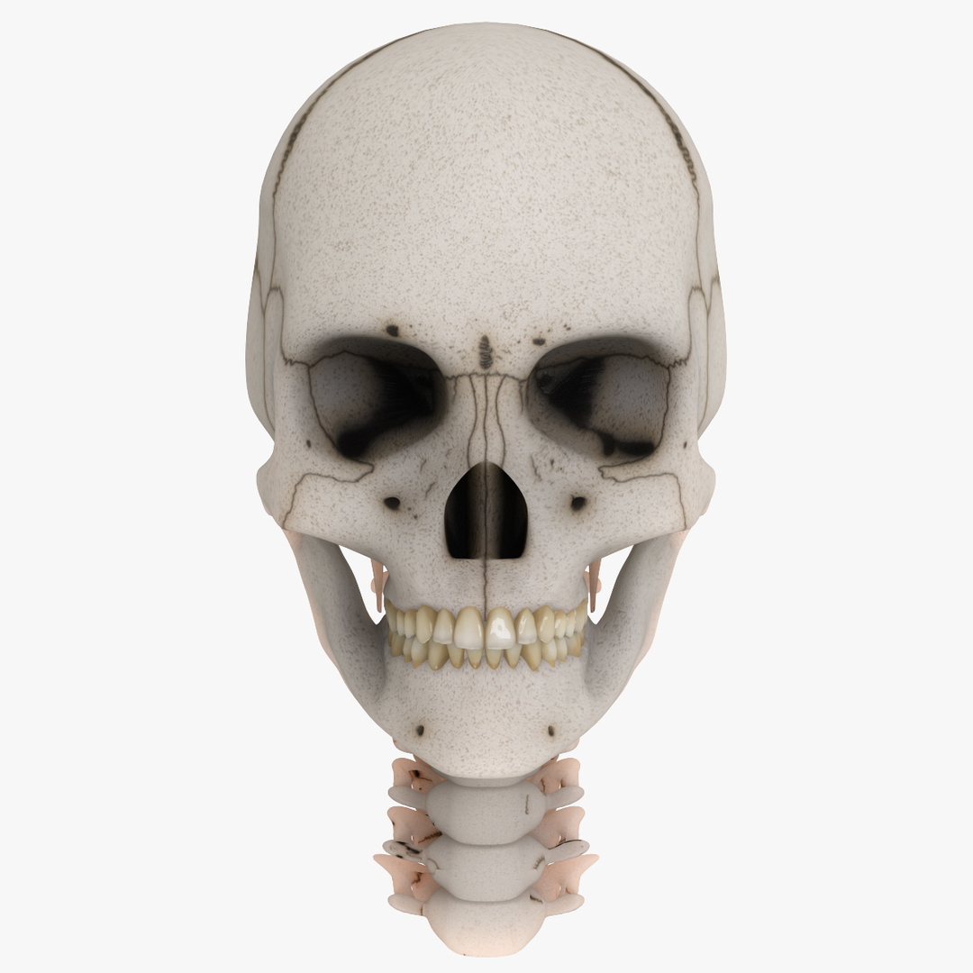 Anatomical Skull 3d Model
