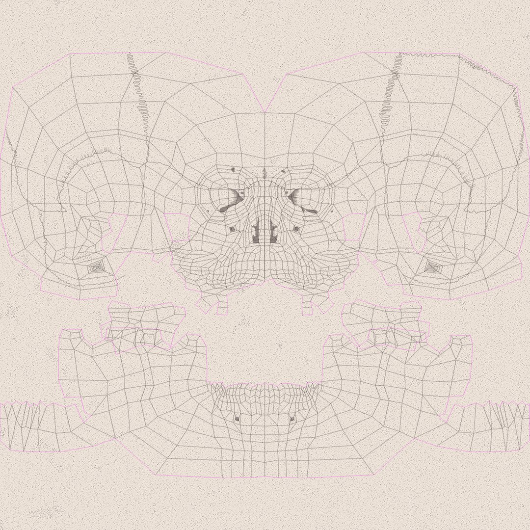 Anatomical Skull 3d Model