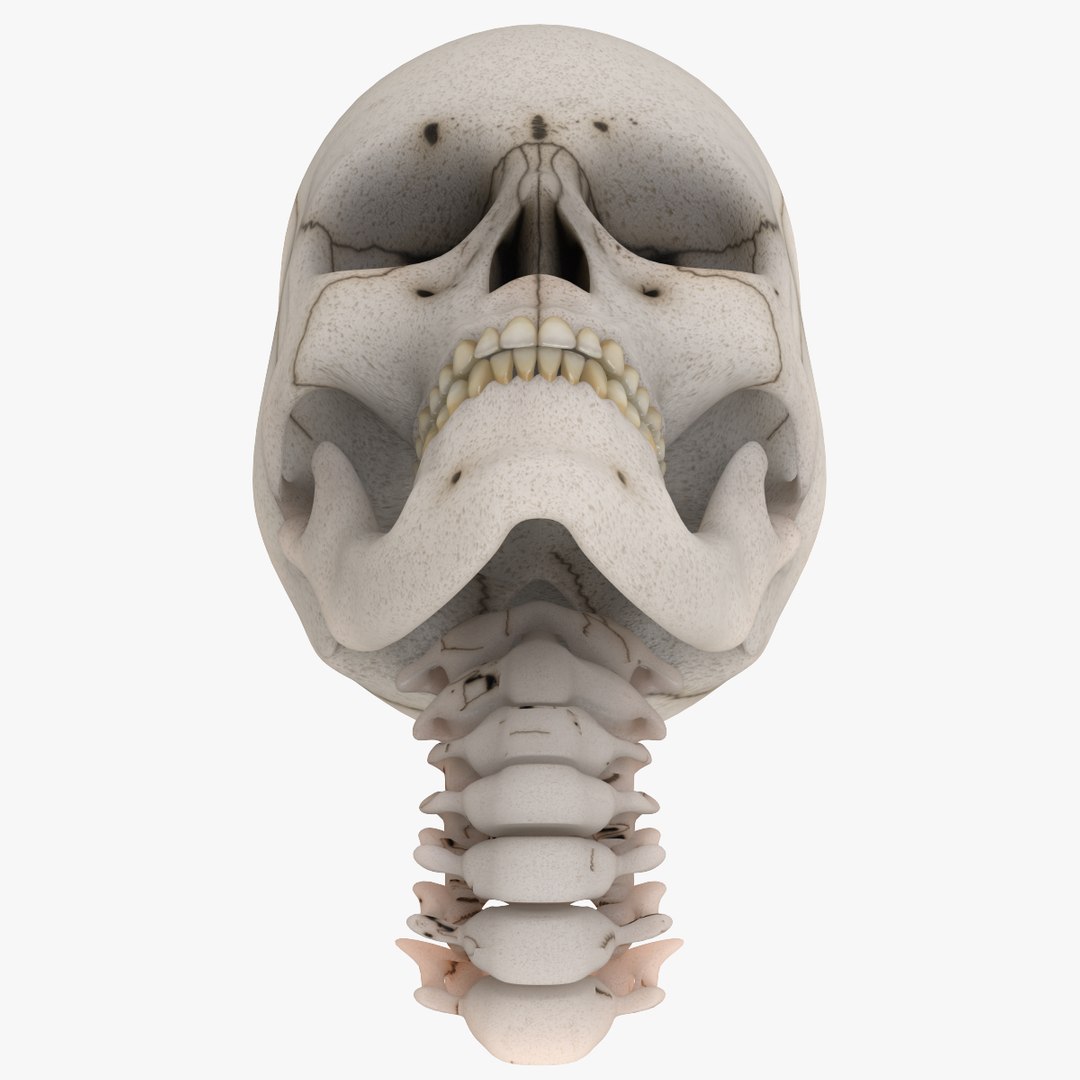Anatomical Skull 3d Model