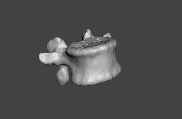 human vertebrae 3d model