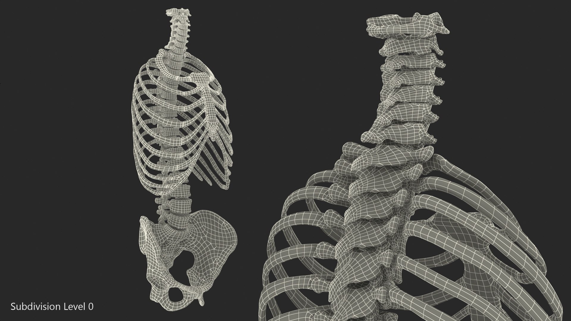 3D Male Torso Skeleton Bones - TurboSquid 1458546