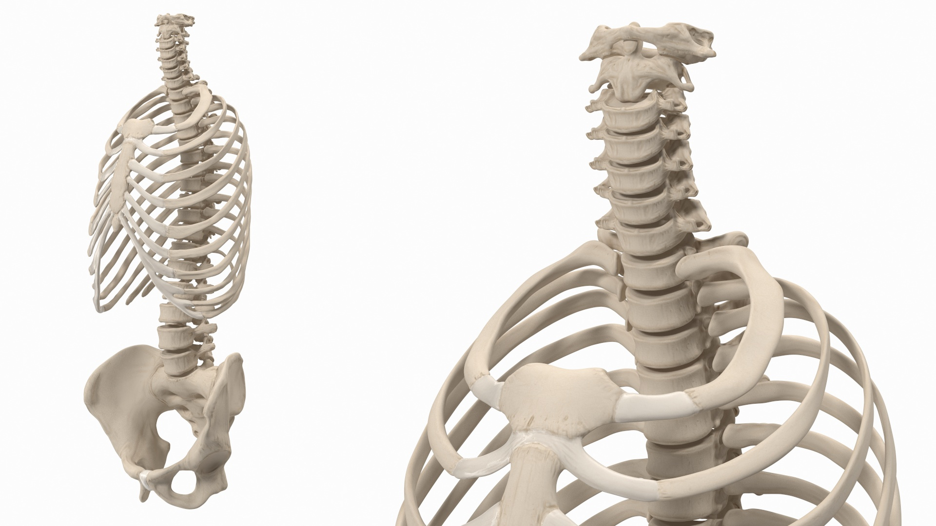 3D Male Torso Skeleton Bones - TurboSquid 1458546