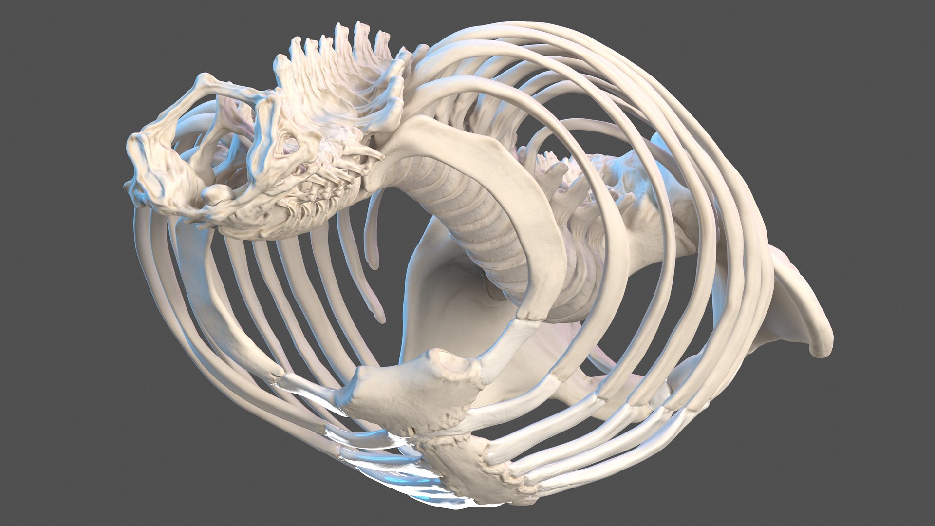 3D Male Torso Skeleton Bones - TurboSquid 1458546
