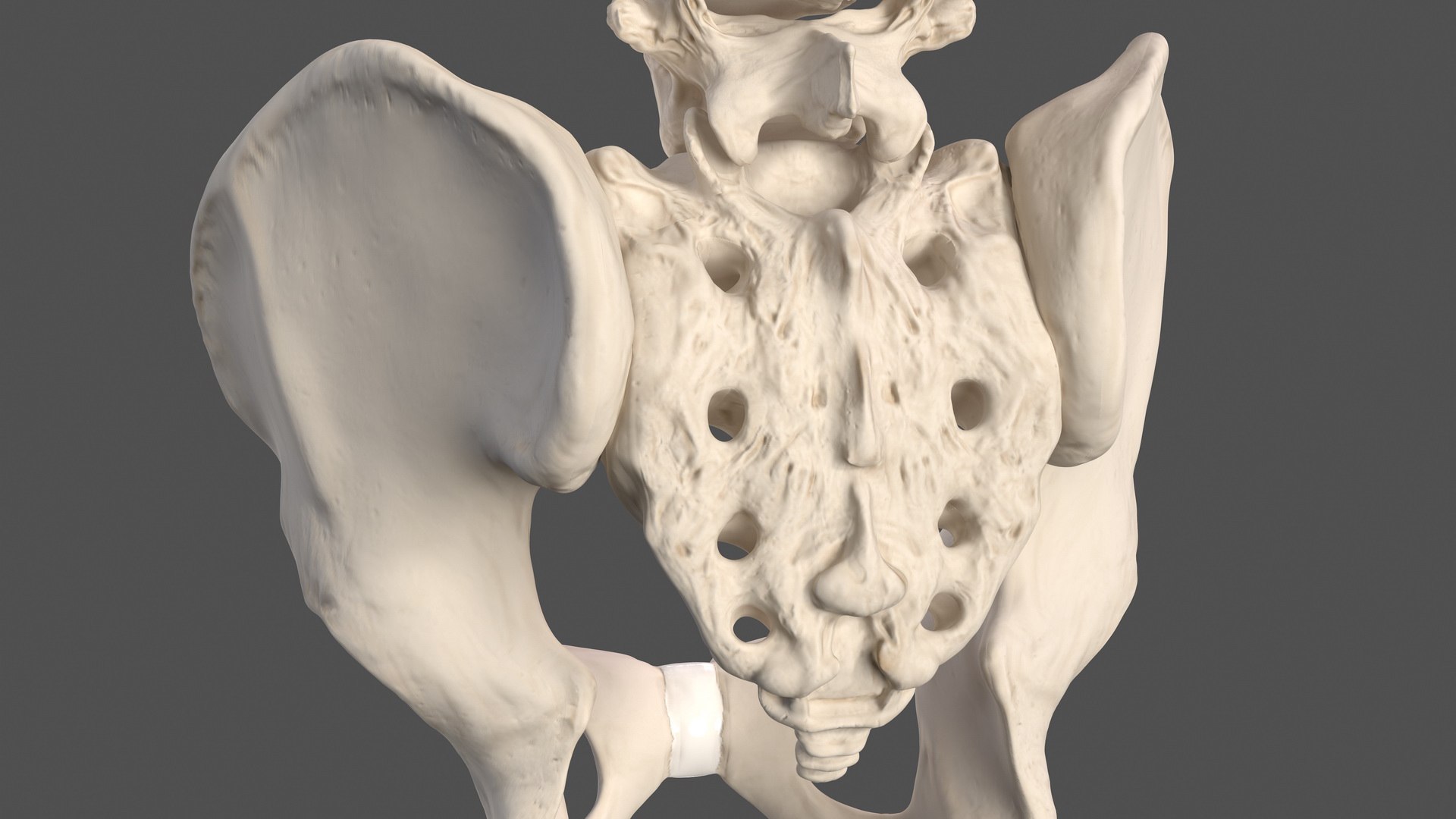 3D Male Torso Skeleton Bones - TurboSquid 1458546