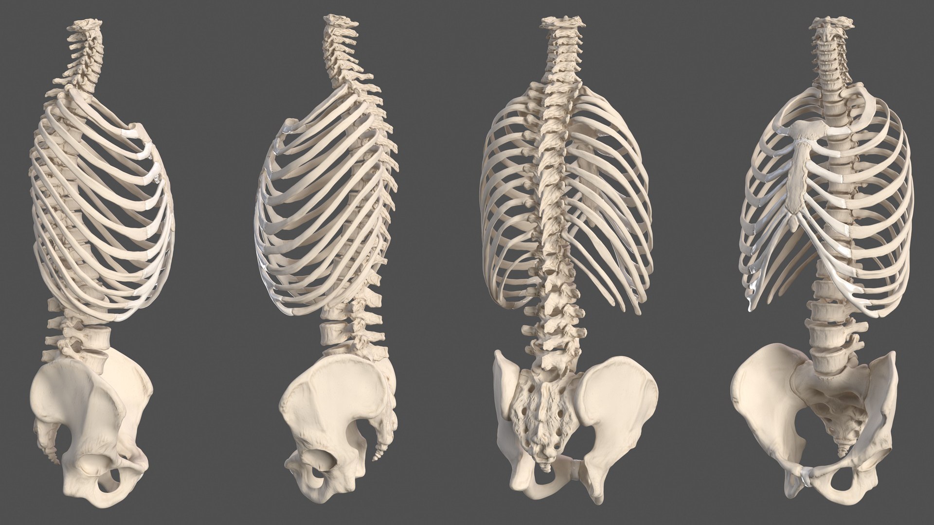 3D Male Torso Skeleton Bones - TurboSquid 1458546