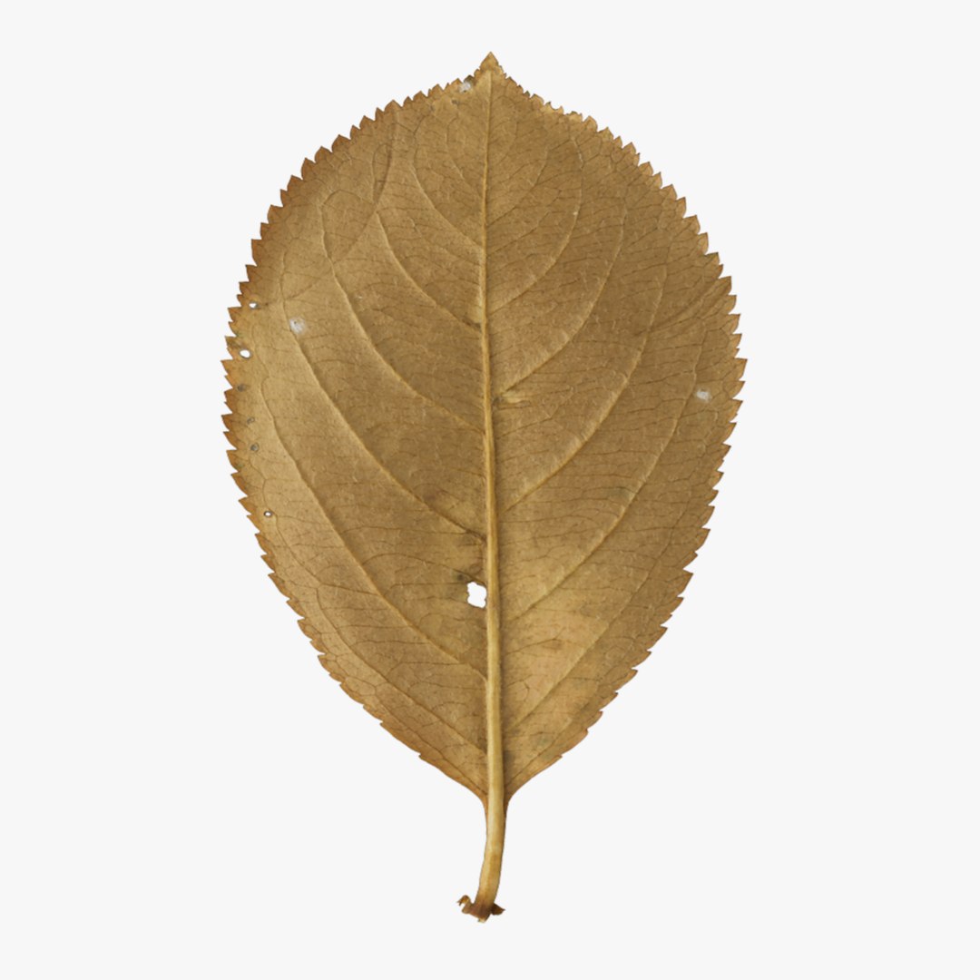 Autumn Leaves Model - TurboSquid 1221247