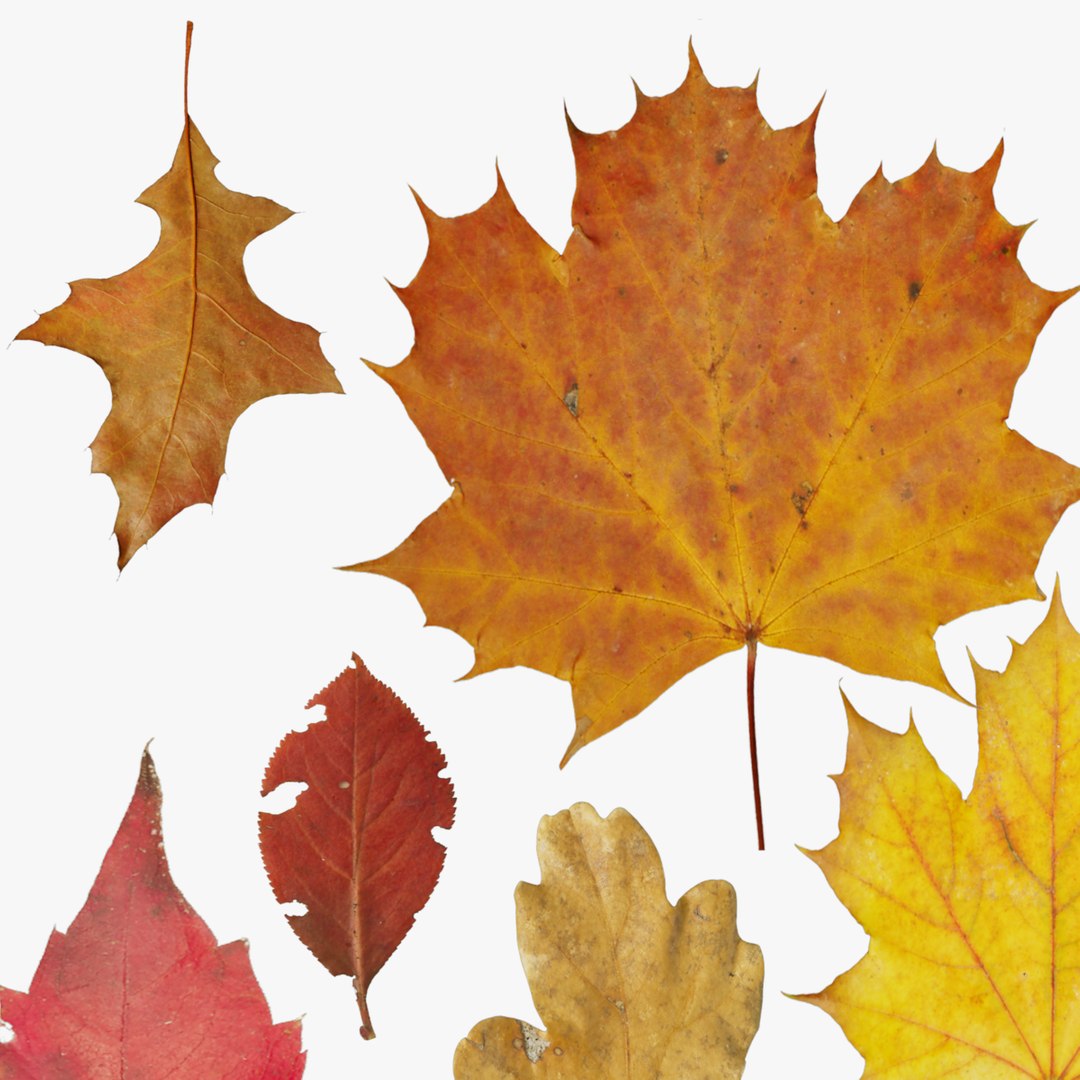 Autumn Leaves Model - TurboSquid 1221247