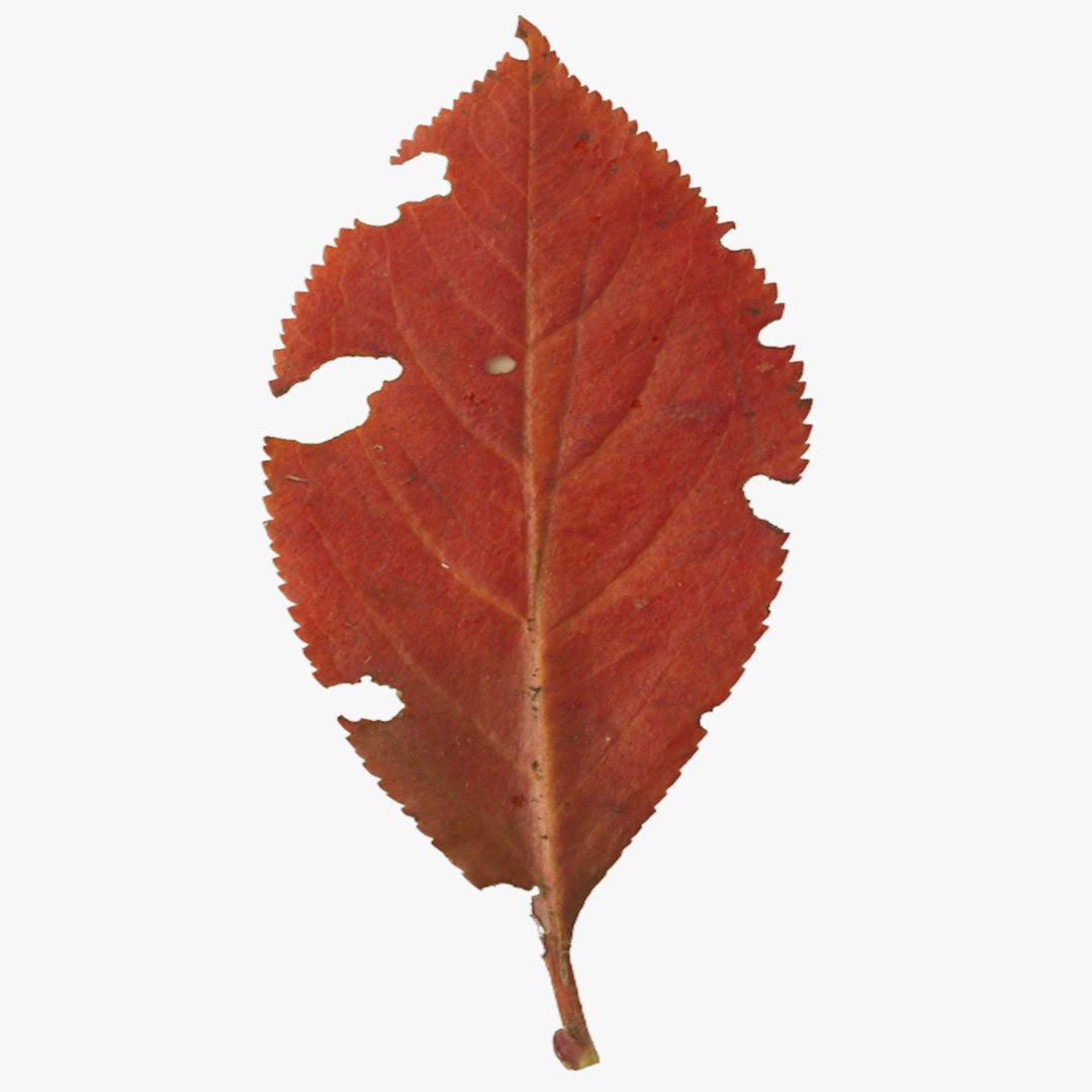 Autumn Leaves Model - TurboSquid 1221247