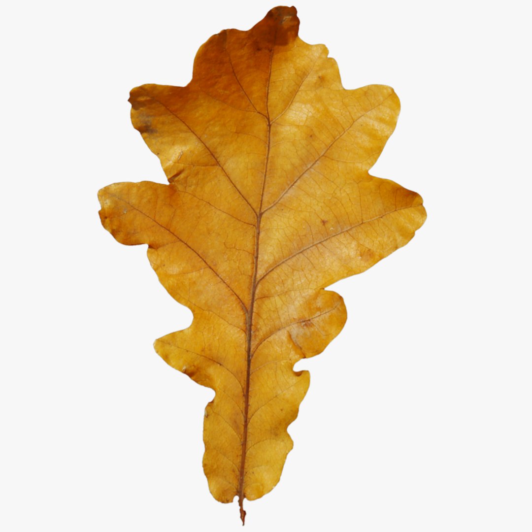 Autumn leaves model - TurboSquid 1221247