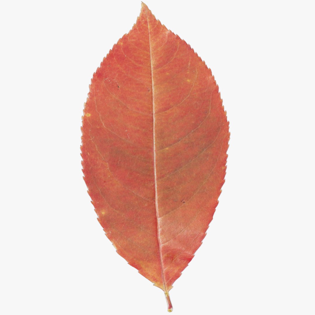 Autumn leaves model - TurboSquid 1221247