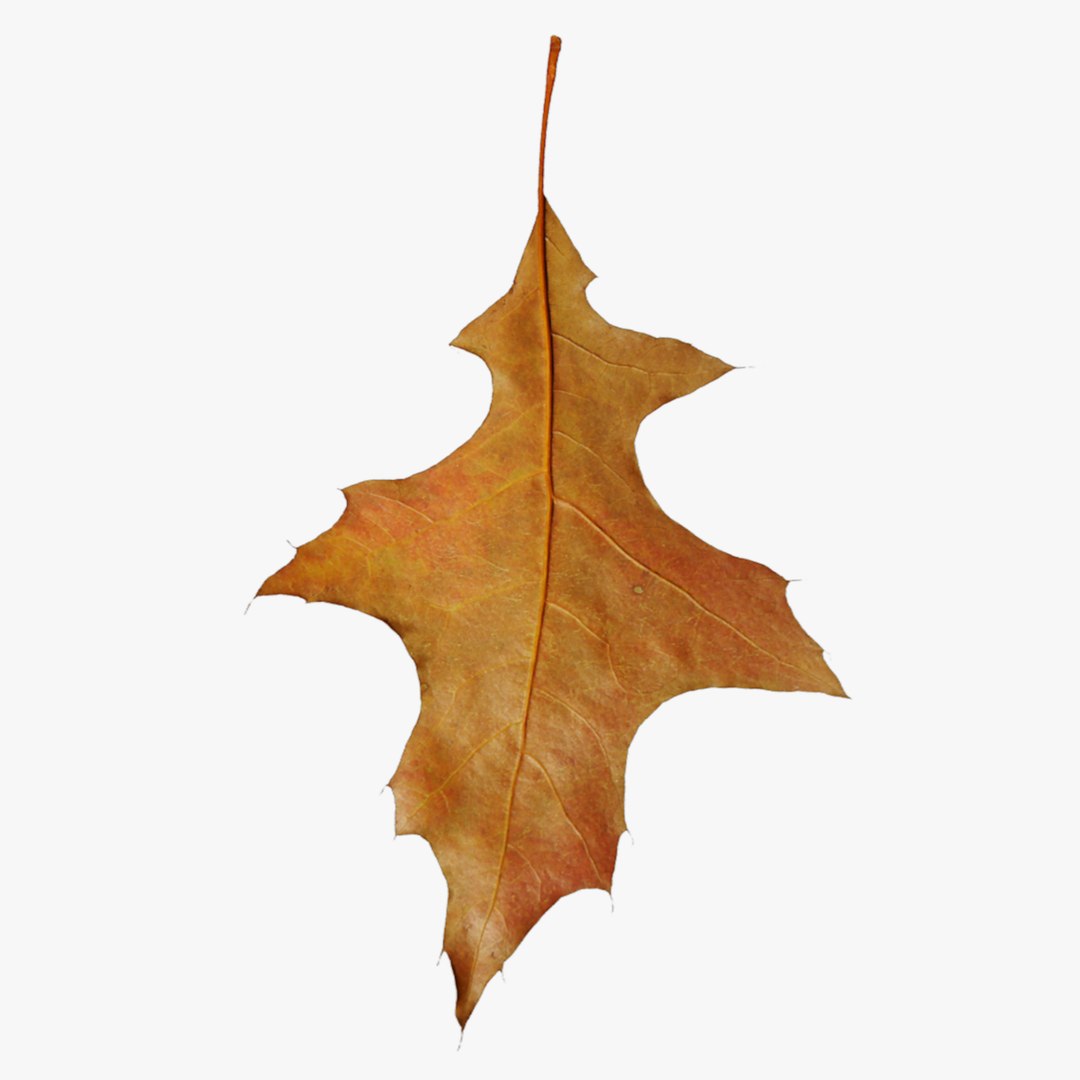 Autumn Leaves Model - TurboSquid 1221247