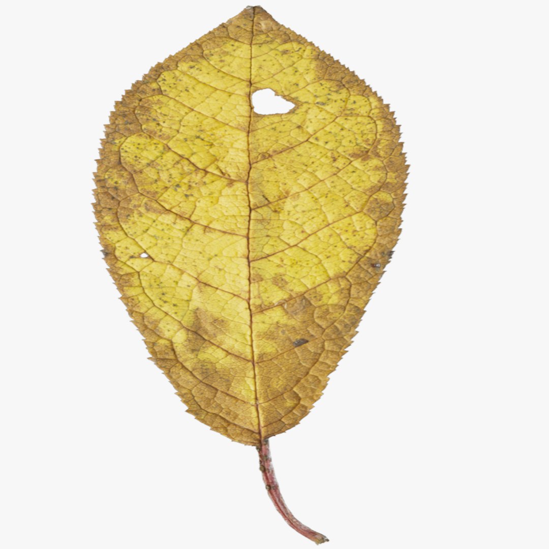 Autumn leaves model - TurboSquid 1221247