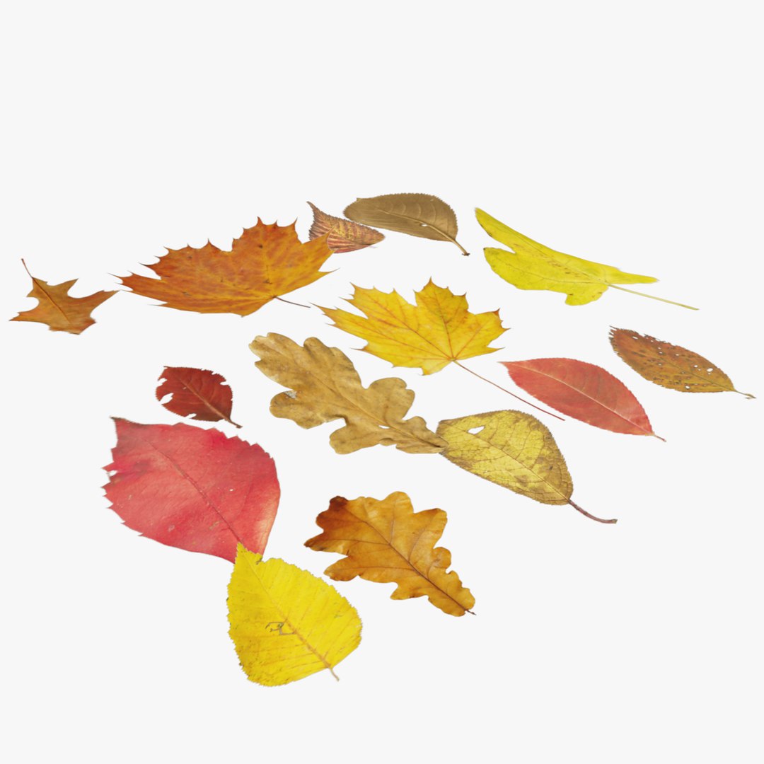 Autumn Leaves Model - TurboSquid 1221247