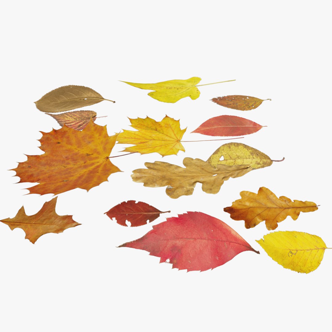Autumn Leaves Model - TurboSquid 1221247