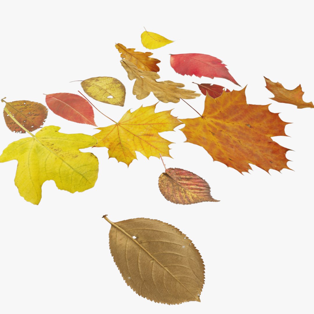Autumn Leaves Model - TurboSquid 1221247