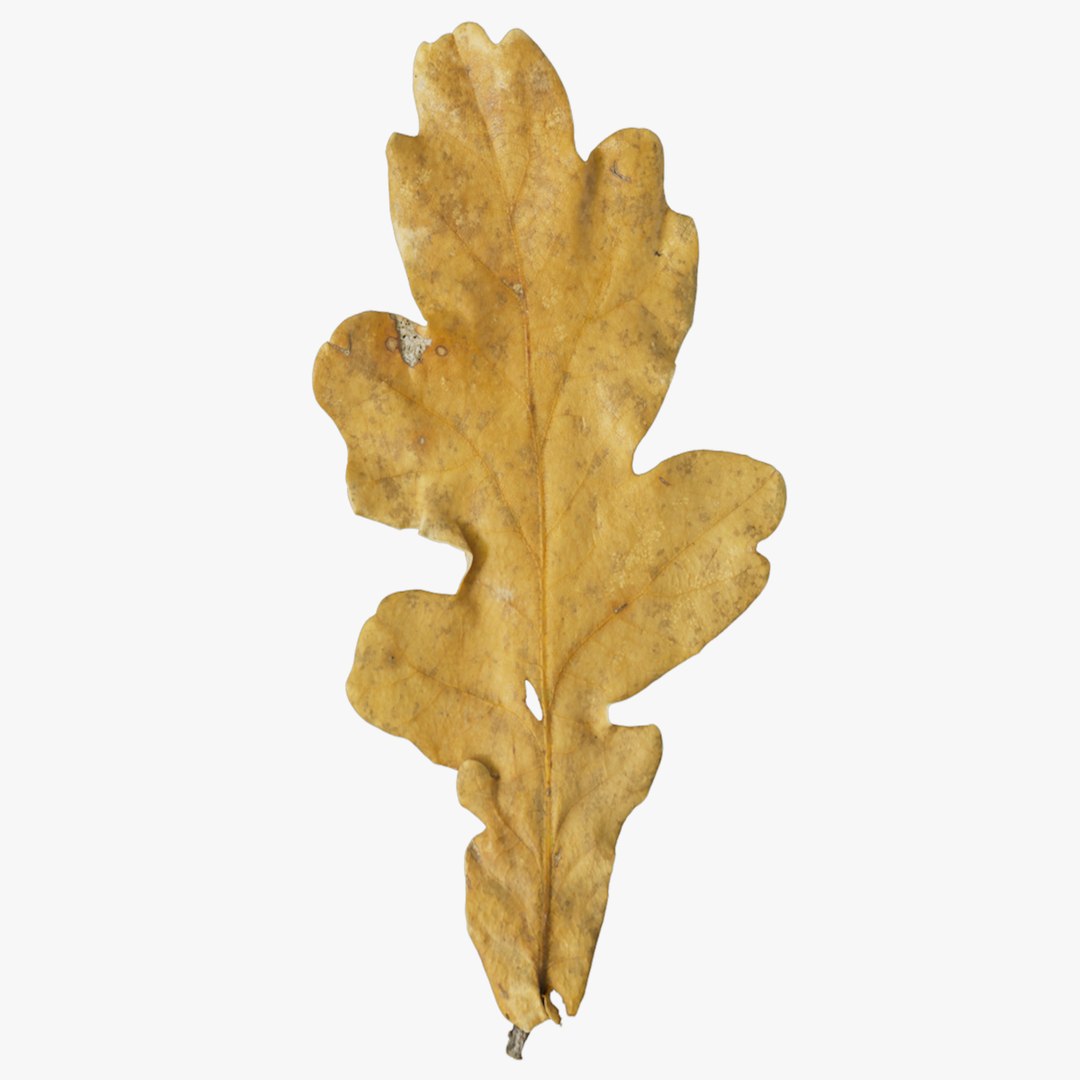 Autumn Leaves Model - TurboSquid 1221247