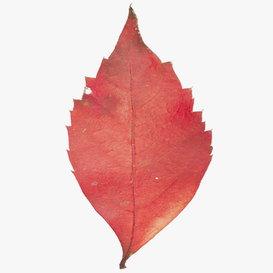 Autumn leaves model - TurboSquid 1221247