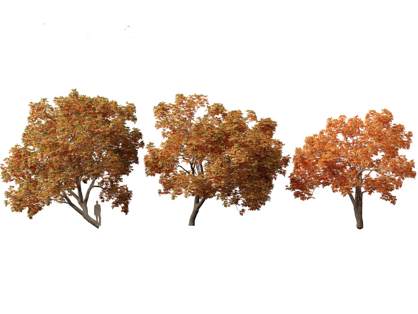 Aesculus Hippocastanum - Horse Chestnut 10 Model - TurboSquid 2135580