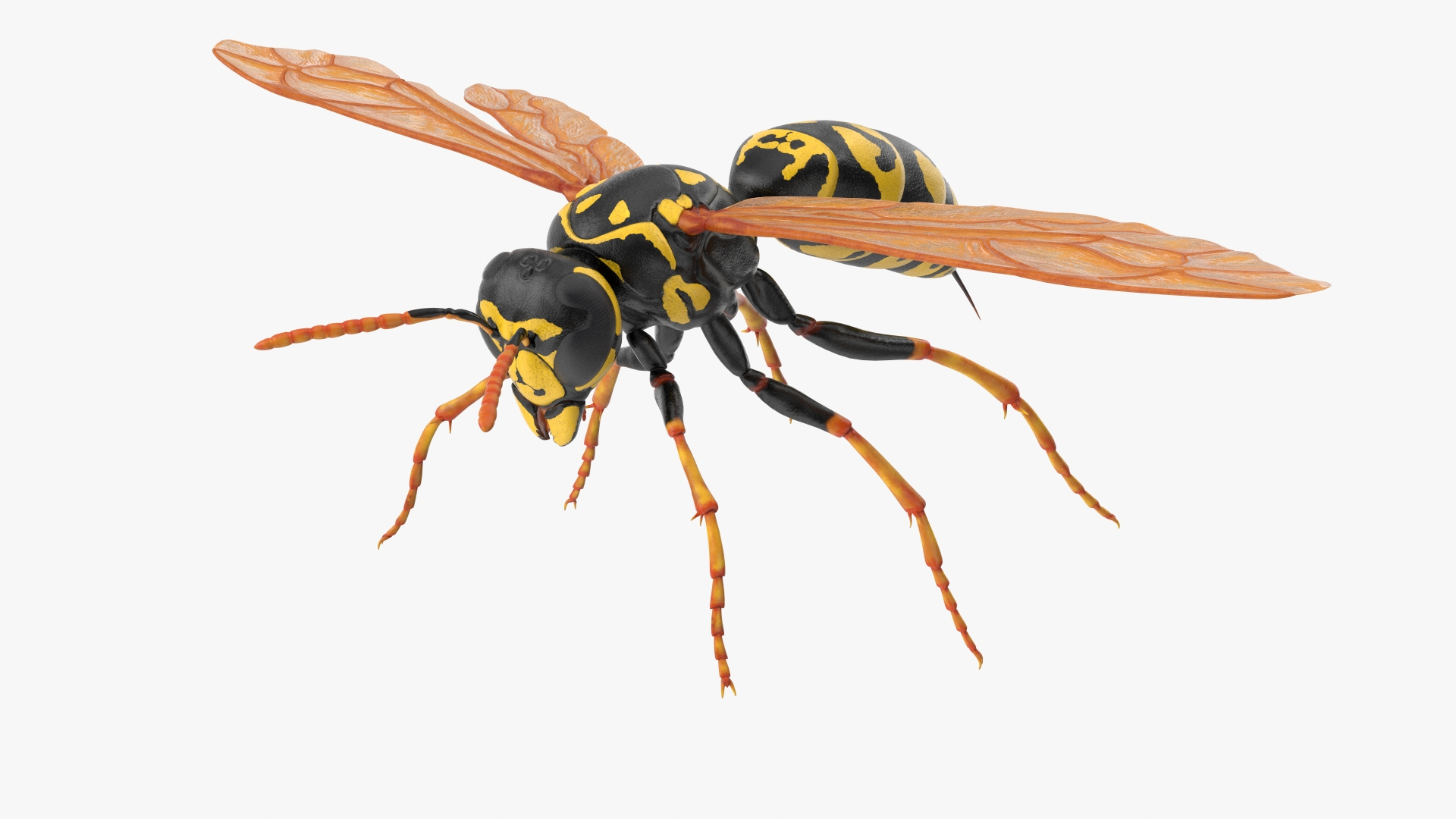 3D Paper Wasp Rigged Model - TurboSquid 1632032