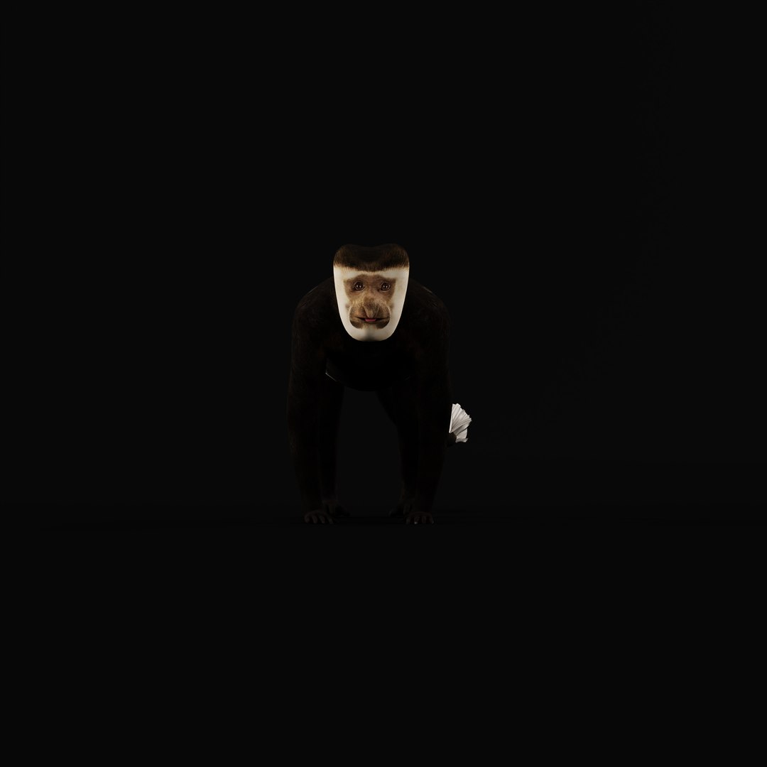 3D Black White Colobus Monkey Model - TurboSquid 2397291